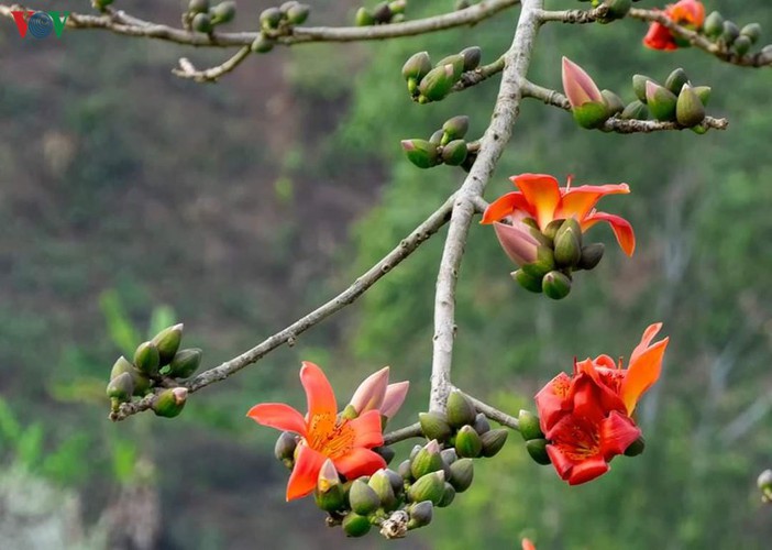 Stunning bombax ceiba flowers of Son La