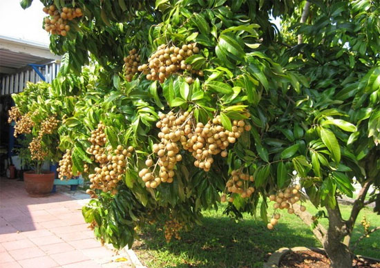 Hung Yen prioritizes growing longan trees in new rural development