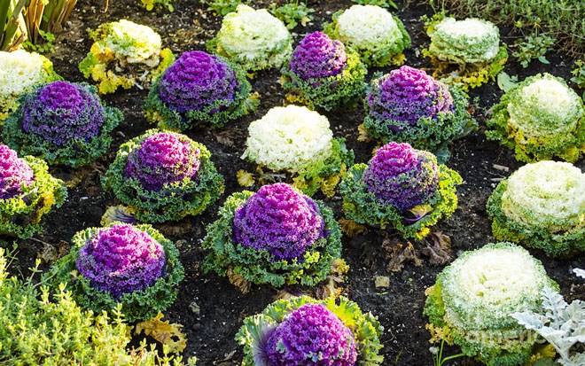 Die Schönheit der verschiedenen Kohlsorten
