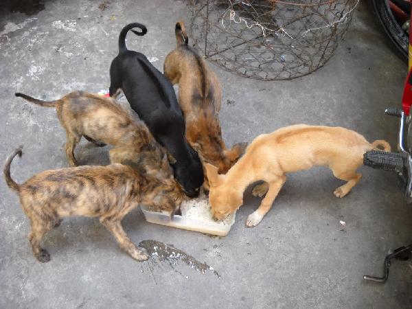 Quels sont les chiens vietnamiens?