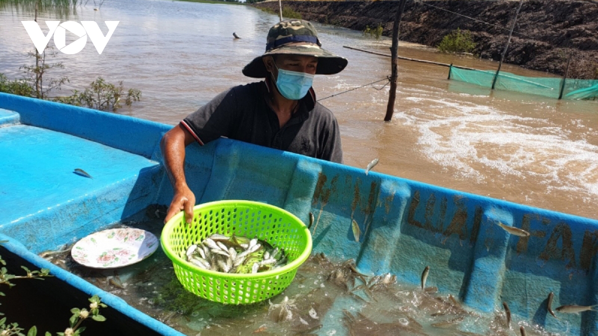 Rice farming combined with aquaculture creates profits for Mekong Delta ...